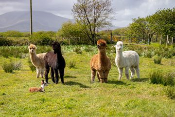 Sandy Feet Farm - Kerry Farm Tours - Family Activities